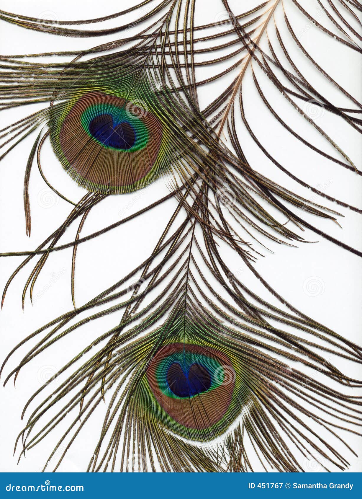 Pfau-Feder-Hintergrund stockbild. Bild von schön, leuchte - 451767