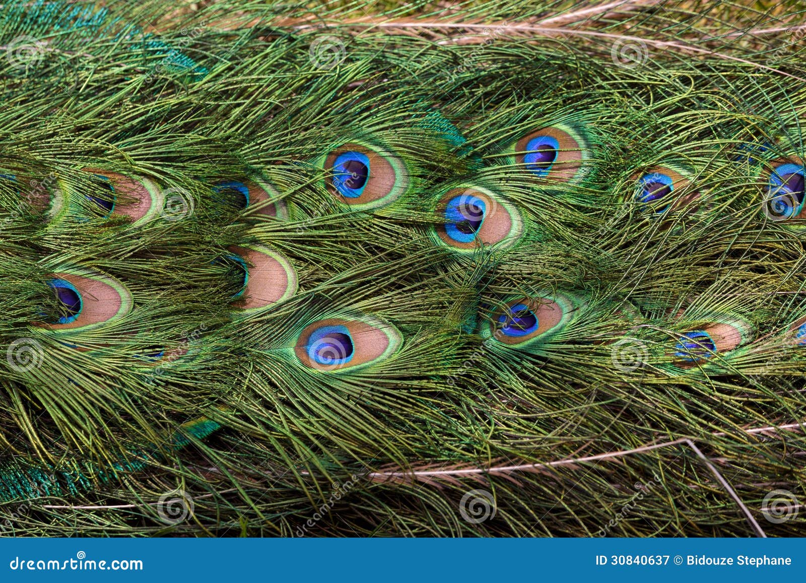Pfau-Gefieder stockbild. Bild von schönheit, feder, vogel - 30840637