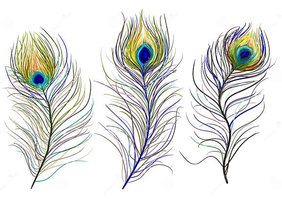 Pfaufedern stock abbildung. Illustration von nave, vektor - 13529796