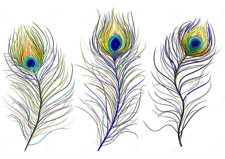 Pfaufedern stock abbildung. Illustration von nave, vektor - 13529796