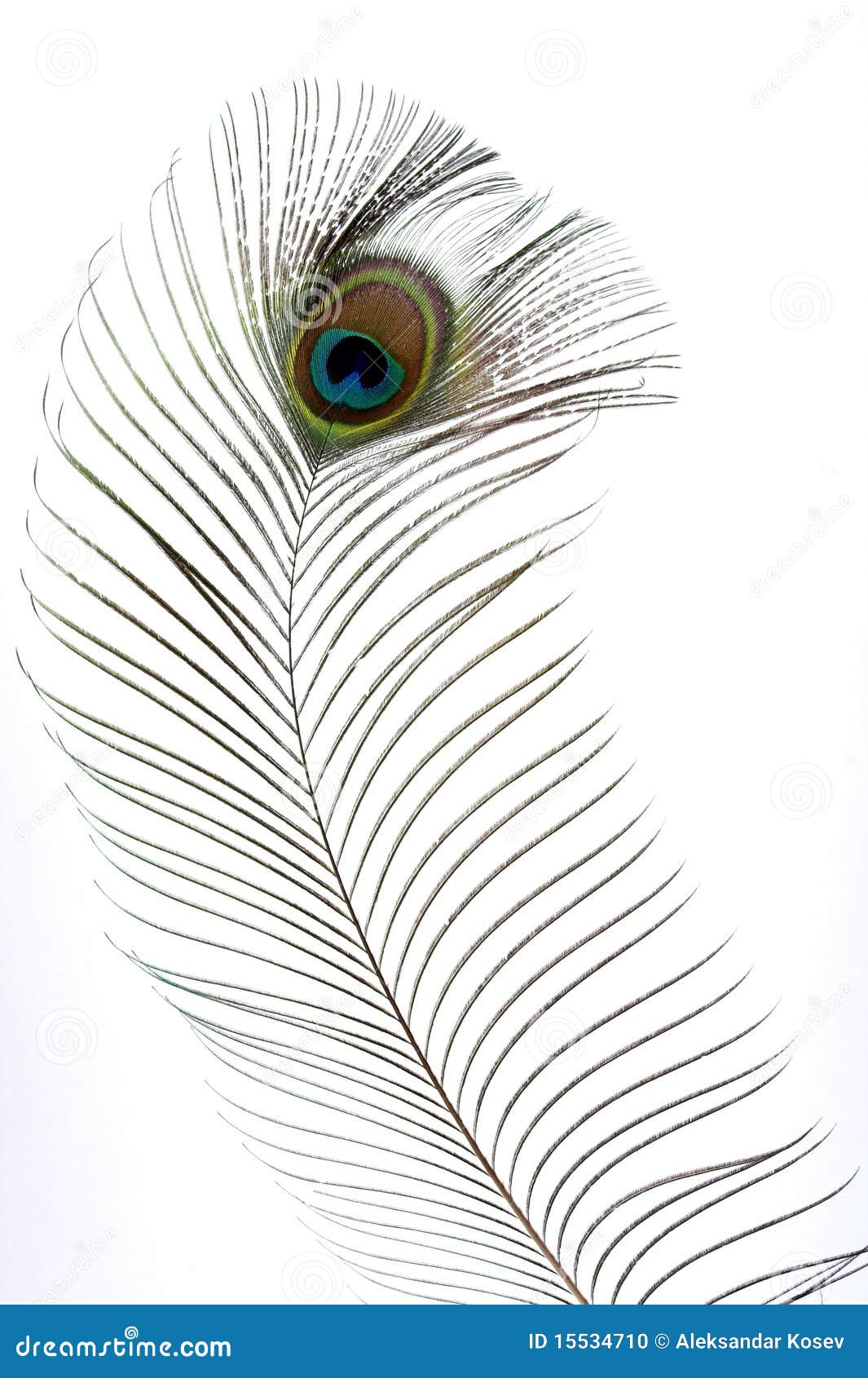 Pfaufedern stockfoto. Bild von schön, farbe, getrennt - 15534710