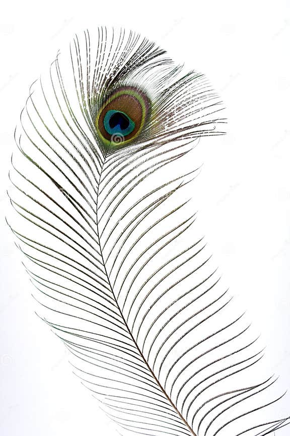Pfaufedern stockfoto. Bild von schön, farbe, getrennt - 15534710