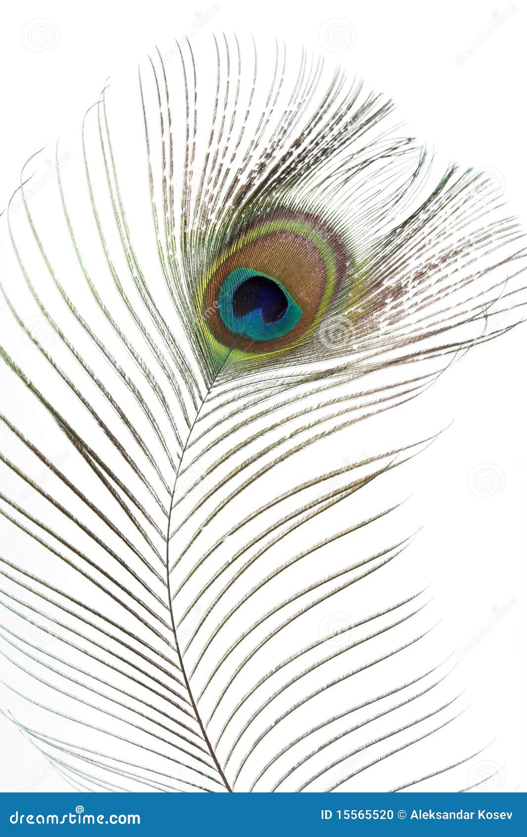 Pfaufedern stockfoto. Bild von bunt, nahaufnahme, nave - 15565520