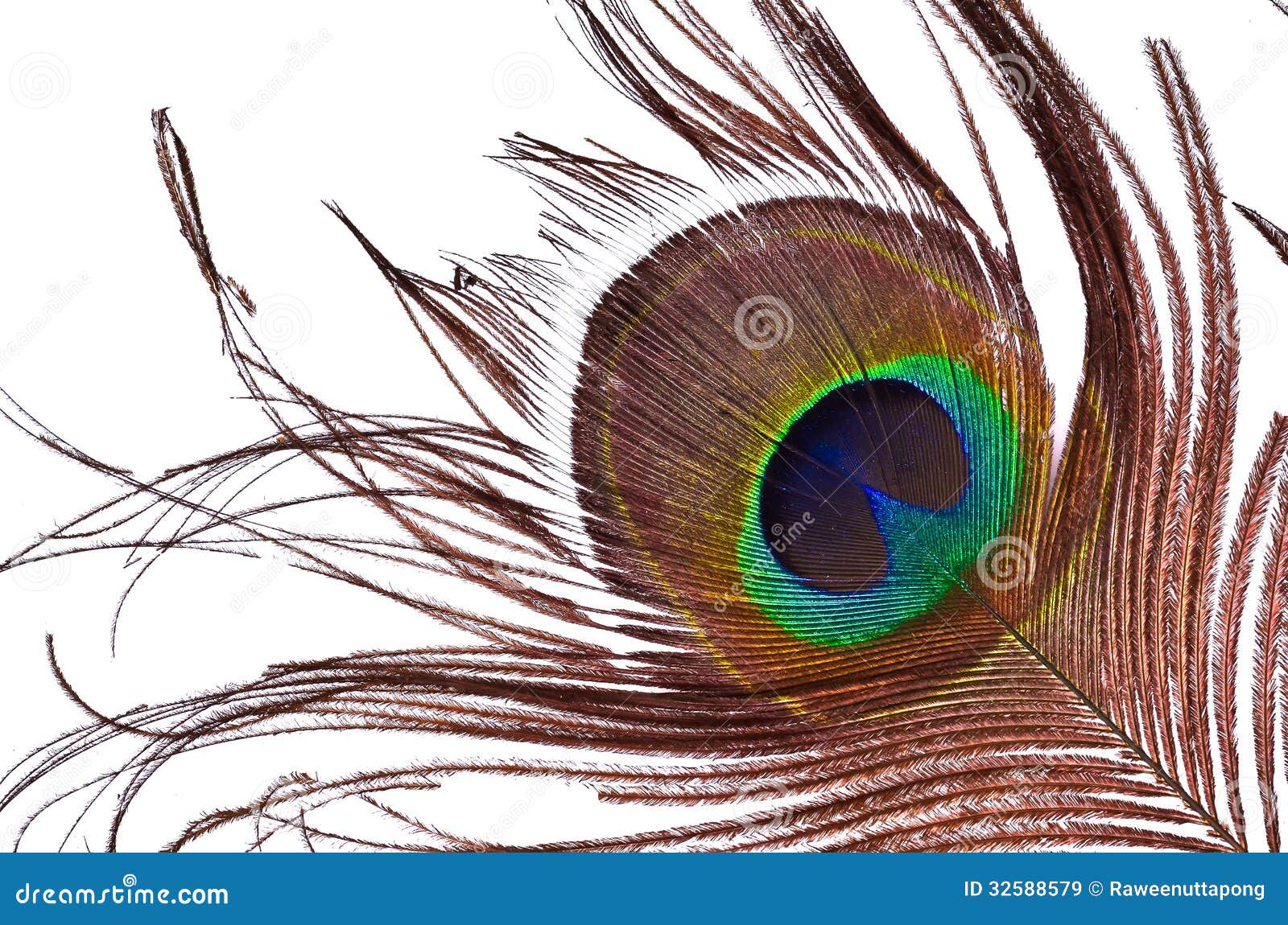 Pfaufedern stockbild. Bild von auge, mann, tier, makro - 32588579