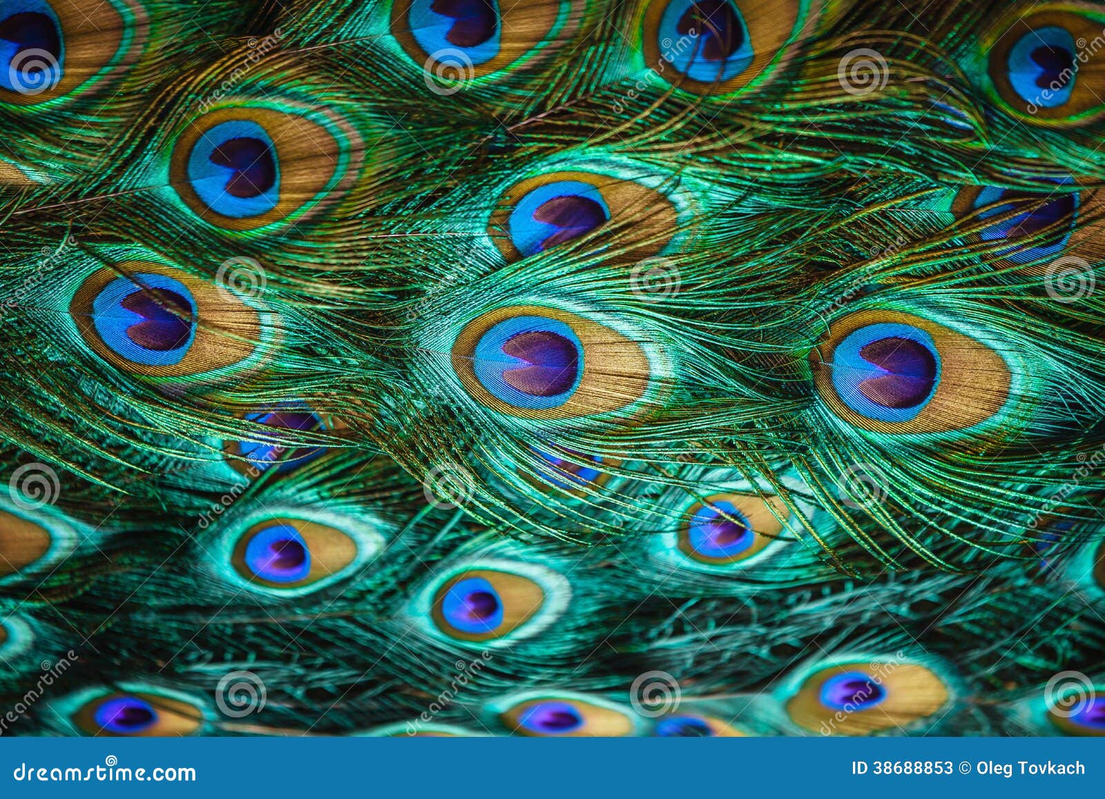 Pfaufedern stockbild. Bild von tropisch, schönheit, element - 38688853