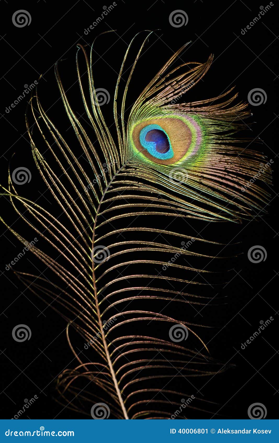 Pfaufedern stockbild. Bild von schönheit, hell, hintergrund - 40006801