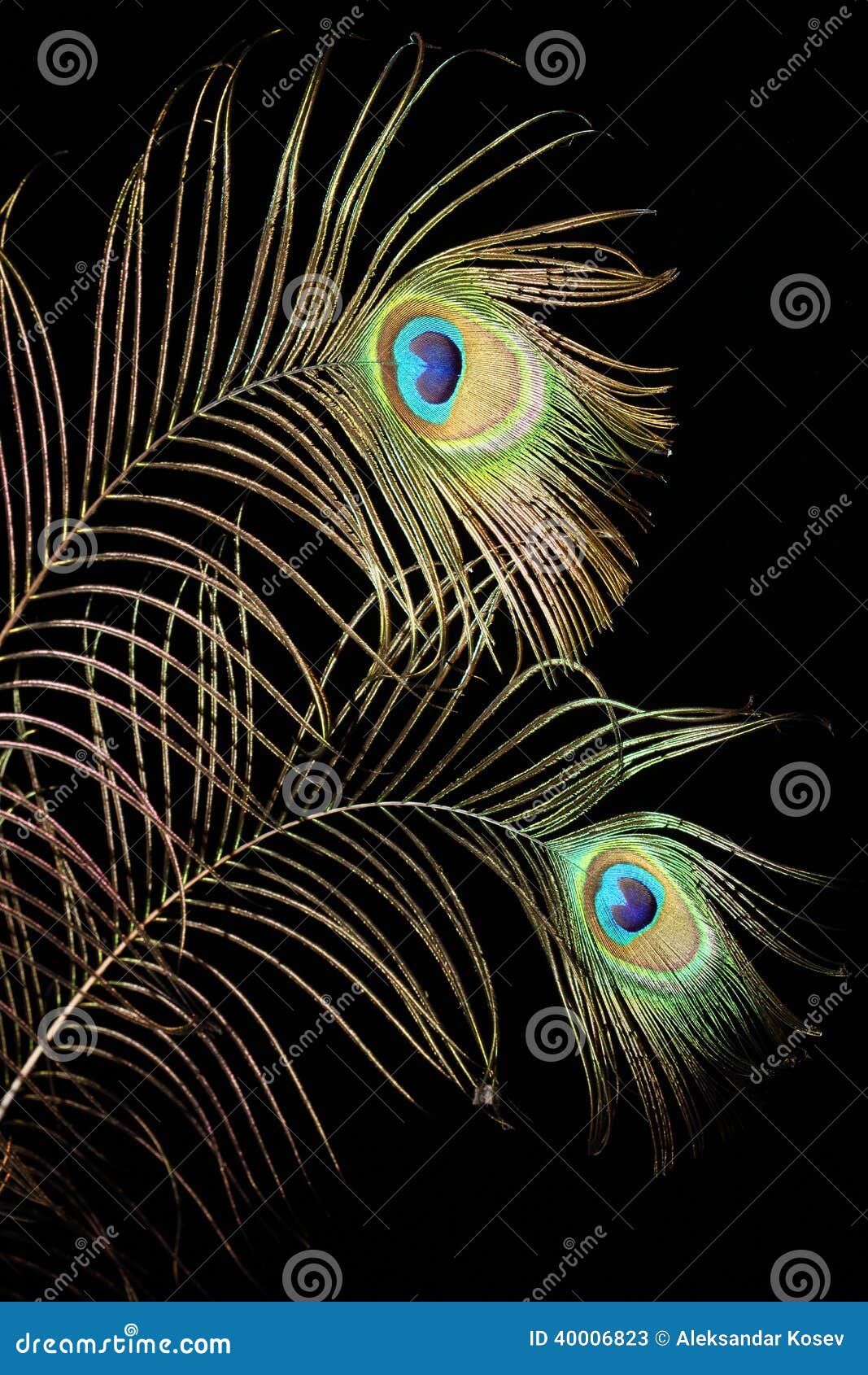 Pfaufedern stockbild. Bild von heck, muster, sonderkommando - 40006823