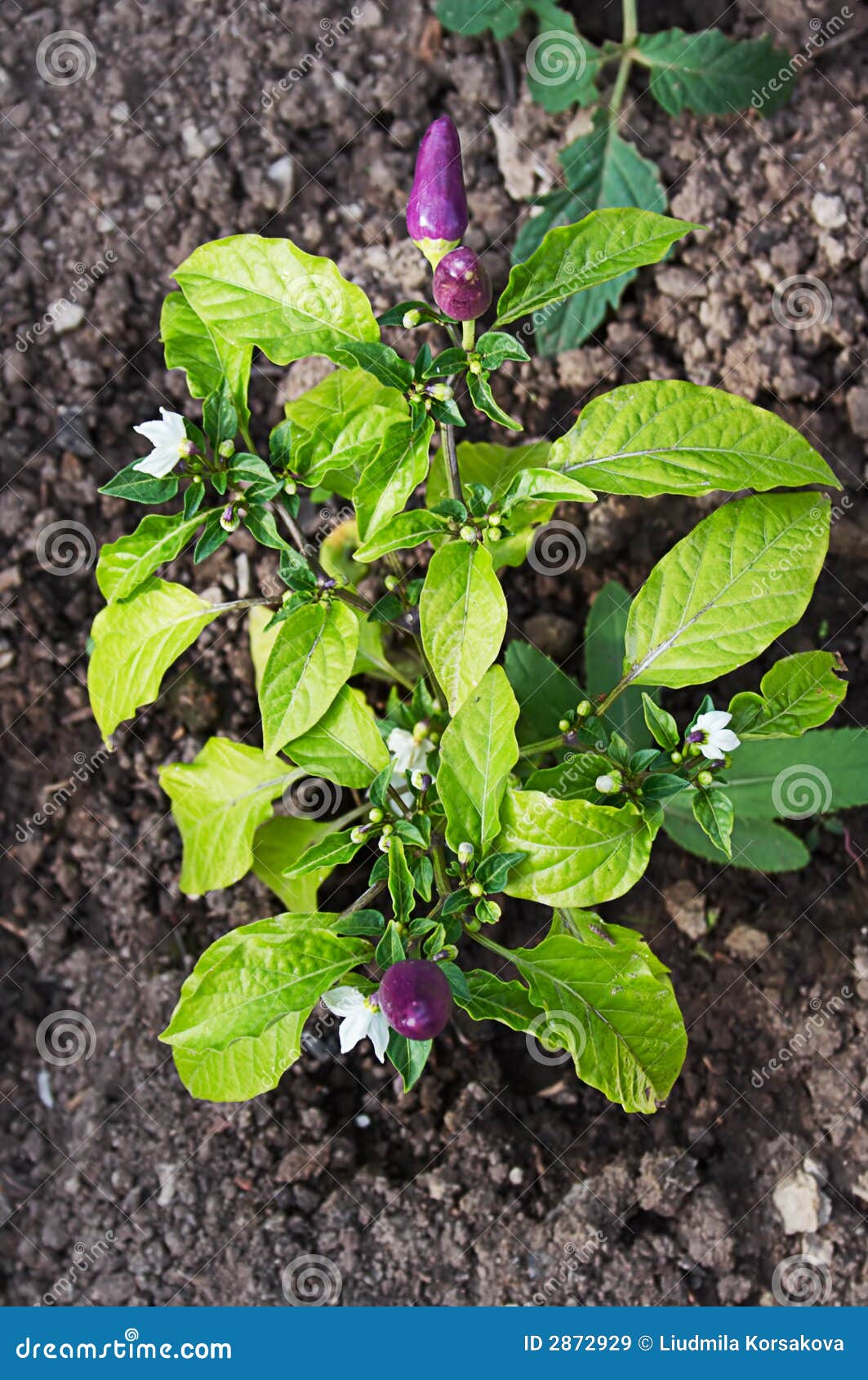 Pfeffer stockbild. Bild von humus, wachsen, garten, formell - 2872929