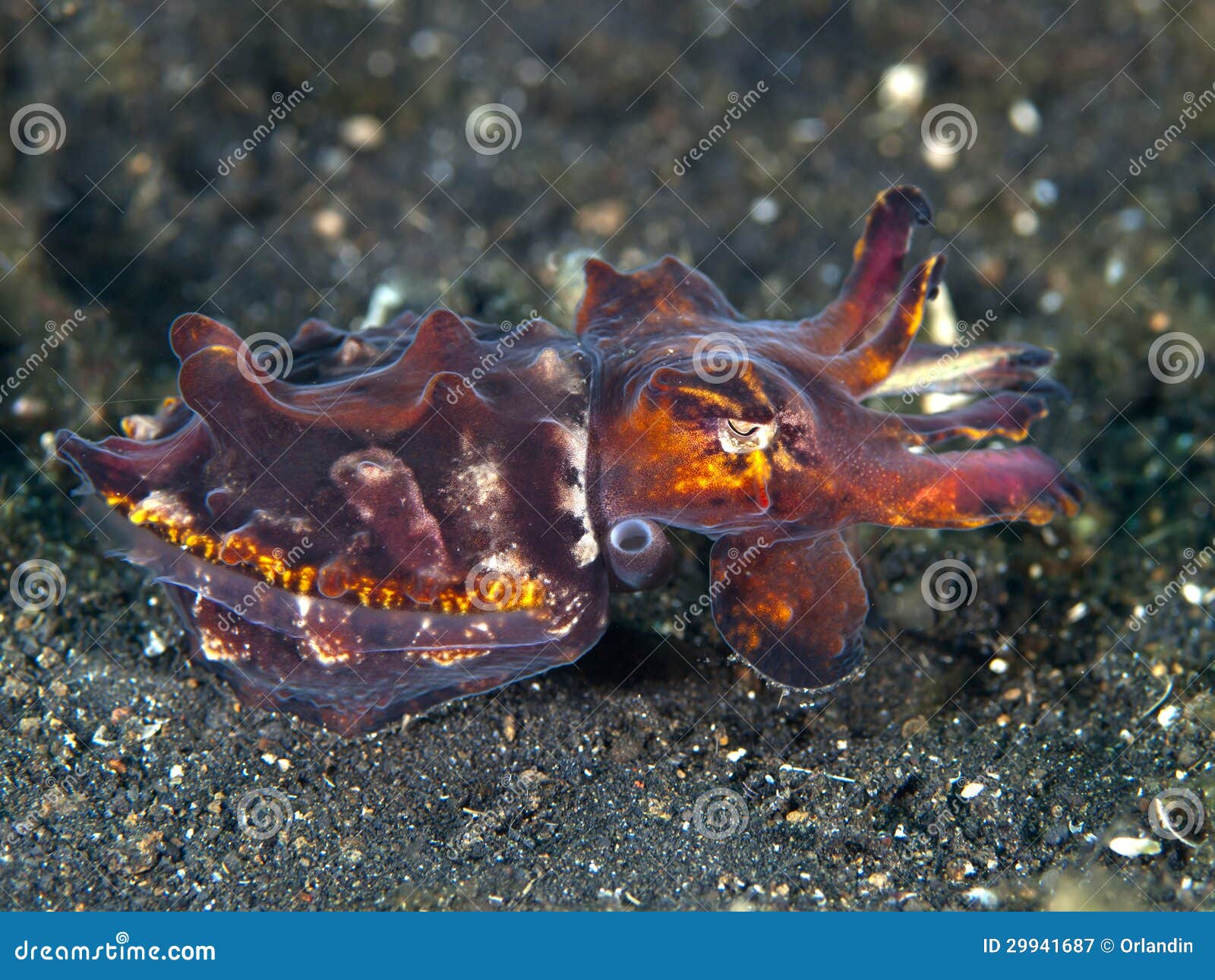 Pfeffer S Flamboyant Cuttlefish Stock Image - Image of pfefferi, animal ...