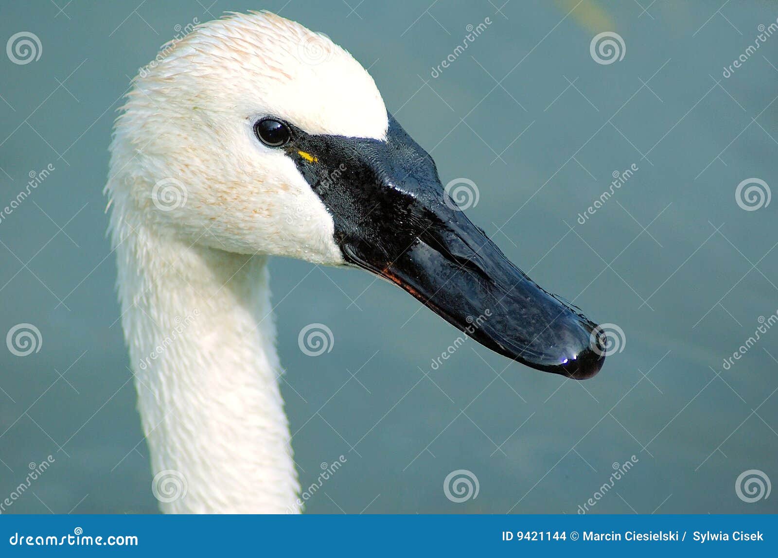 Pfeifender Schwan stockfoto. Bild von kopf, vogel, schwan - 9421144