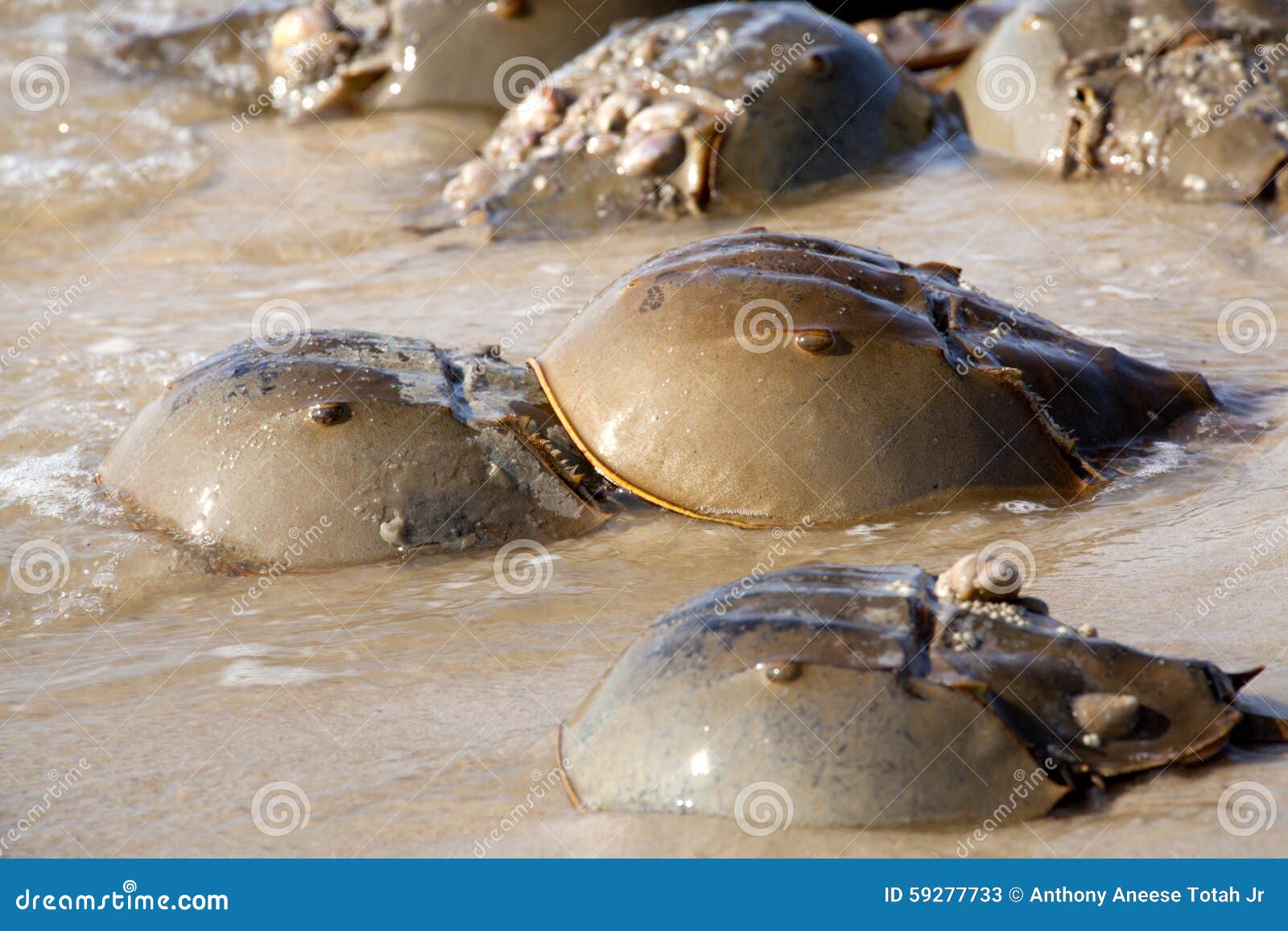 Pfeilschwanzkrebs (Limulus Polyphemus) Stockbild - Bild von wirbellose ...