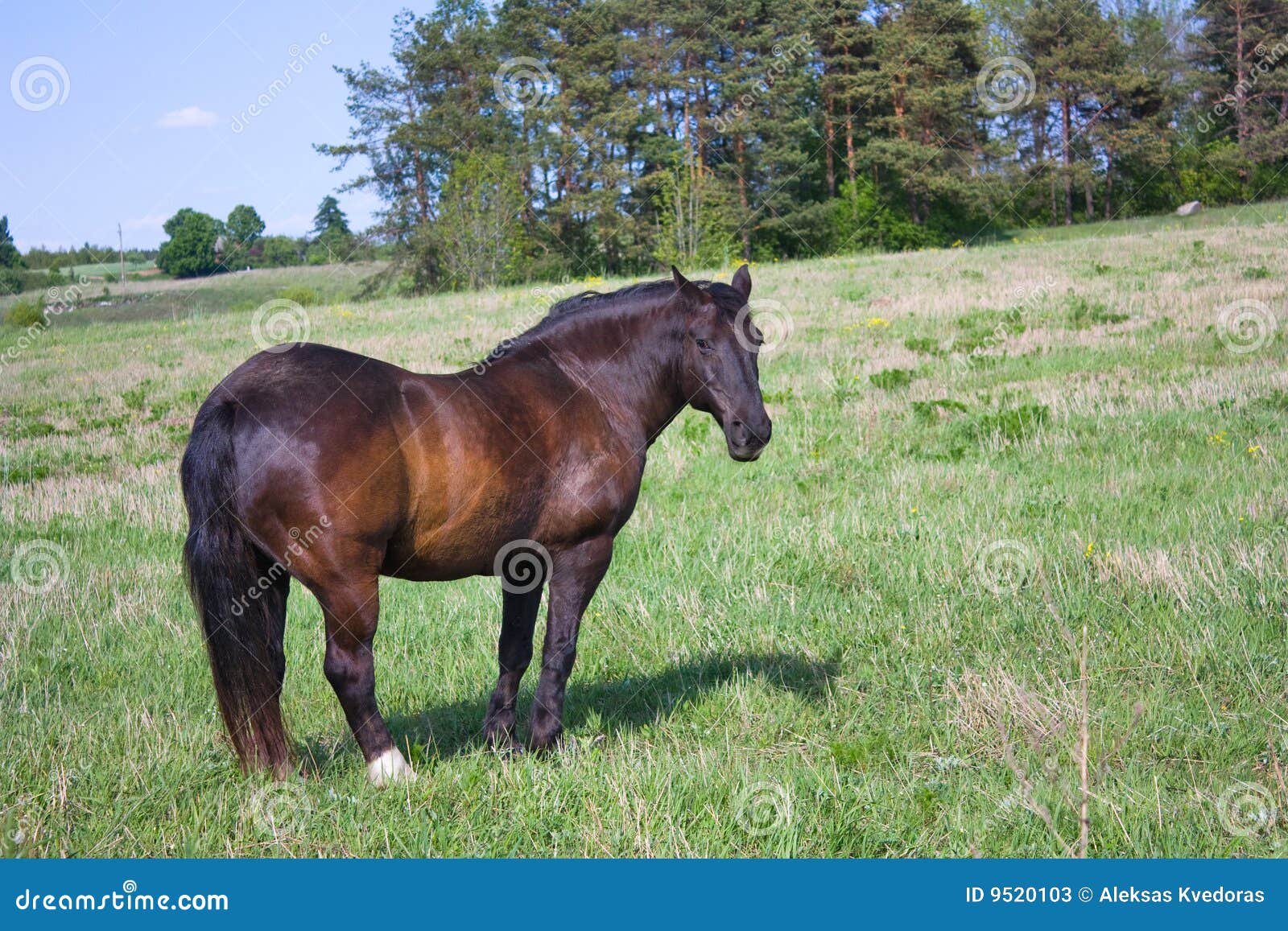 Pferd auf der Wiese stockbild. Bild von beweidung, gras - 9520103