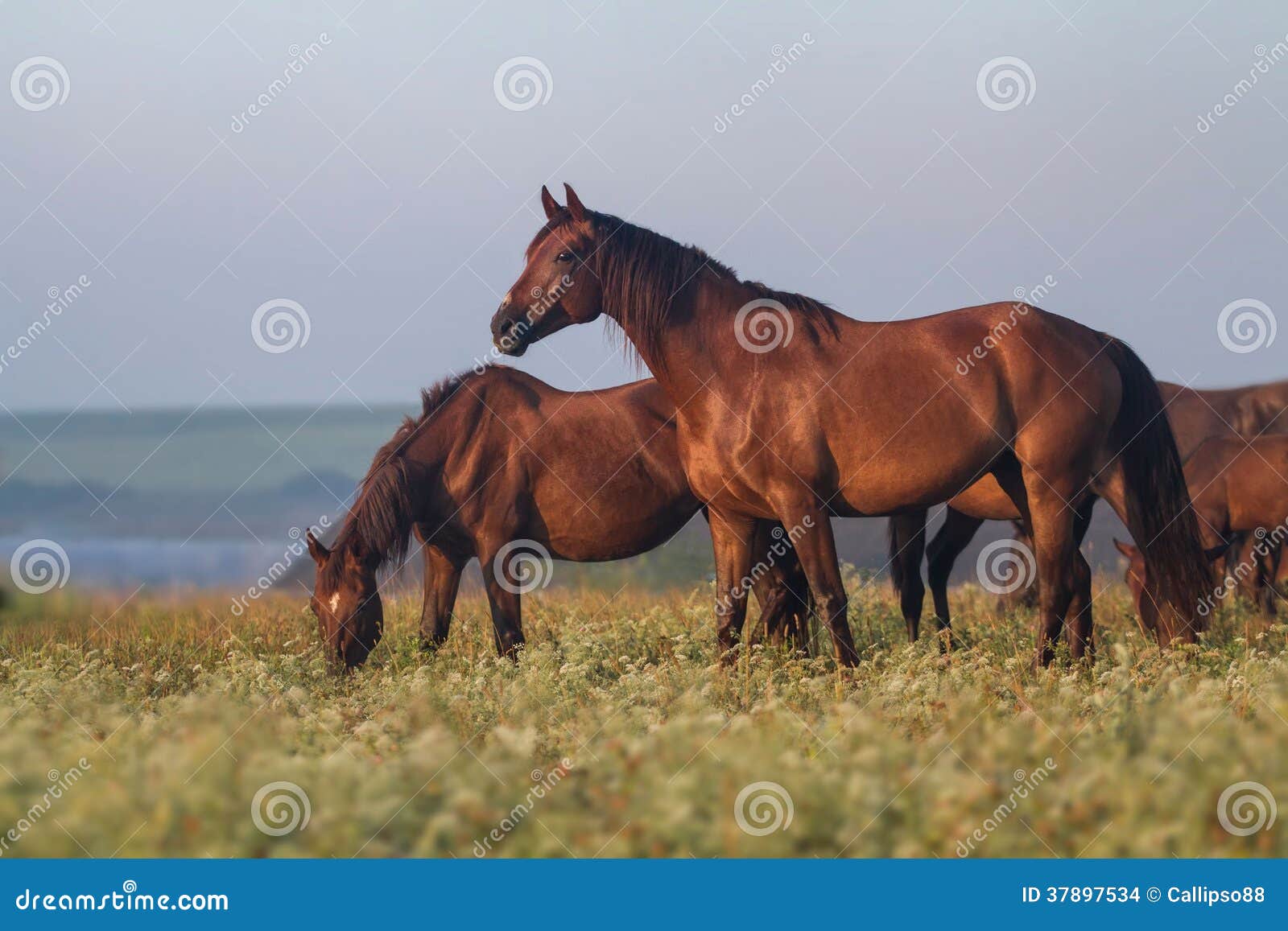 Pferd auf Weide stockfoto. Bild von nett, ranch, wiese - 37897534