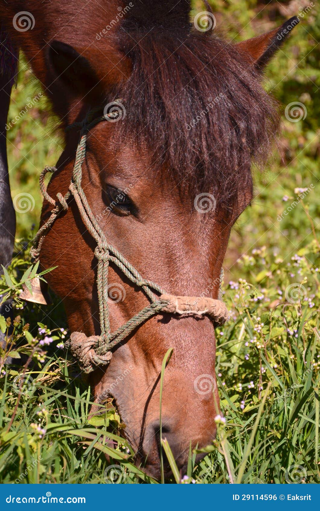 Pferd auf Wiese stockfoto. Bild von haustier, porträt - 29114596