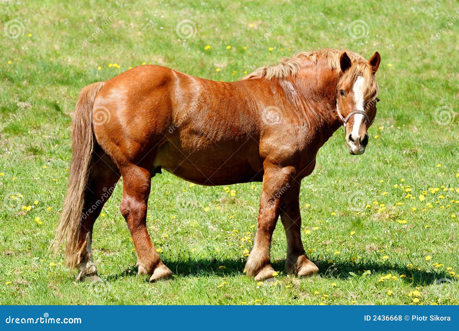 Pferd, Das An Der Wiese Steht Bild. Bild: 2436668