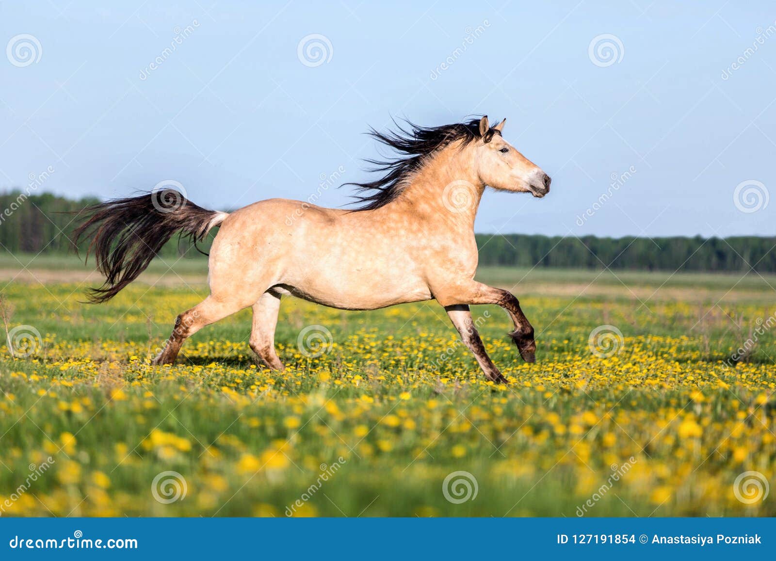 Pferd, Das Frei Auf Der Weide Läuft Stockfoto - Bild von leuchte ...