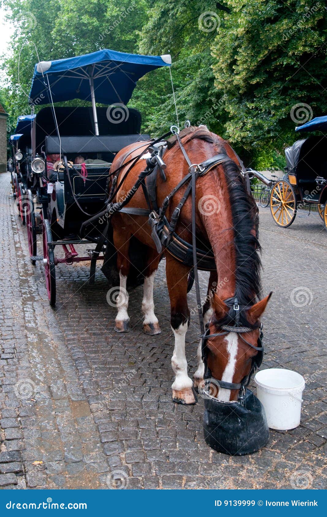 Pferd, das Hafer isst stockbild. Bild von pferd, essen - 9139999