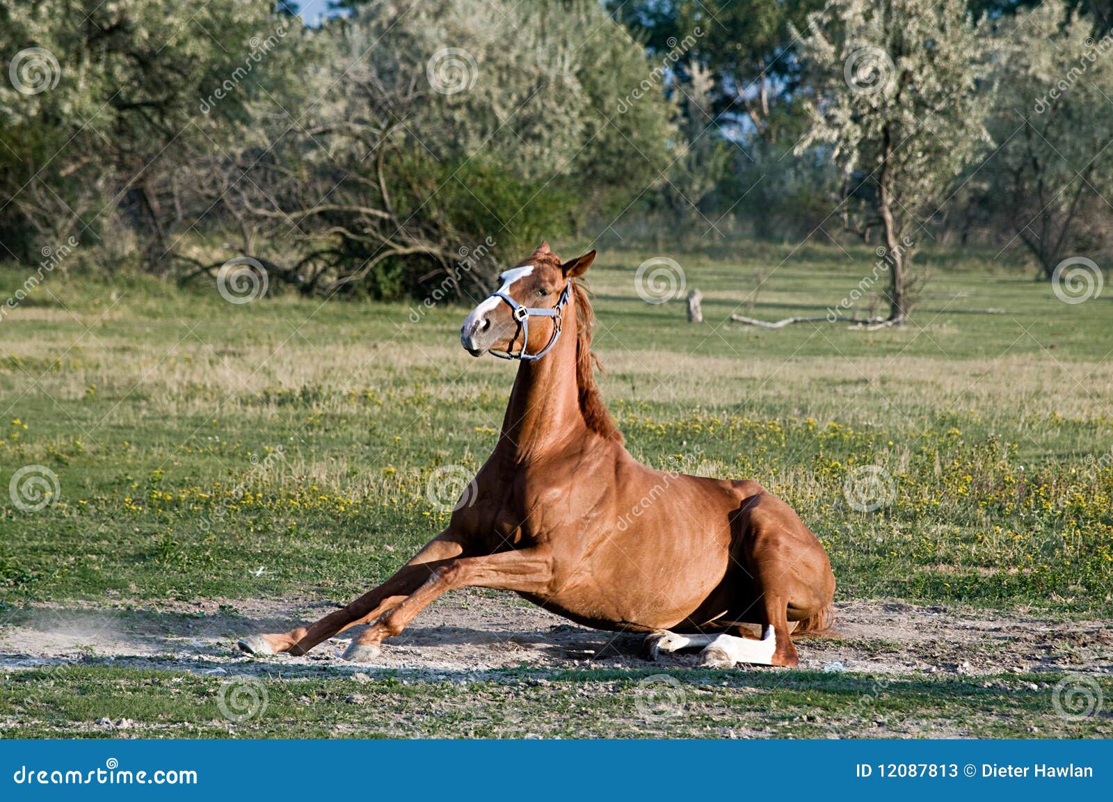 Pferd, das oben steht stockbild. Bild von brut, frei - 12087813
