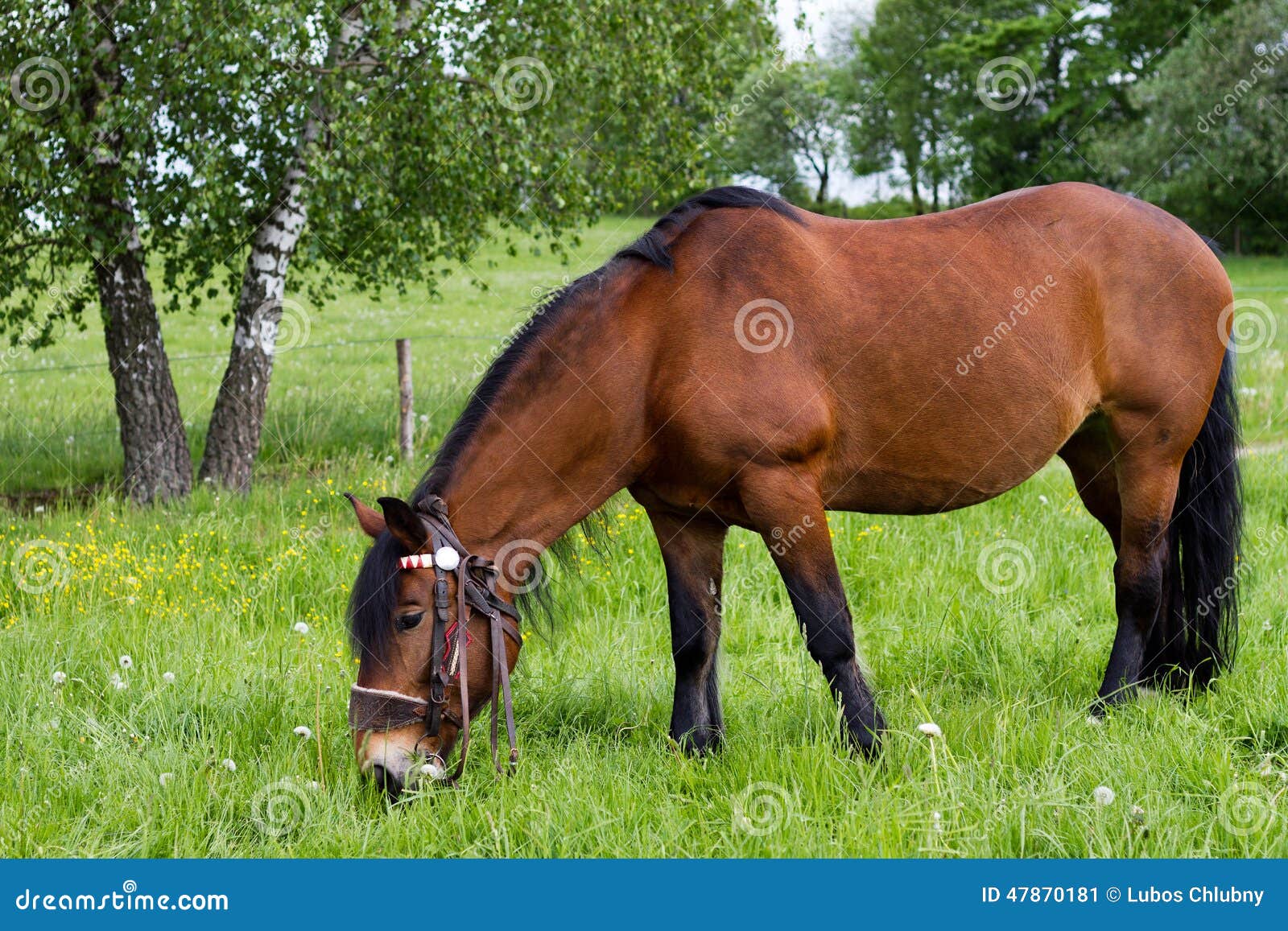 Pferd in der Wiese stockbild. Bild von schön, weide, landschaft - 47870181