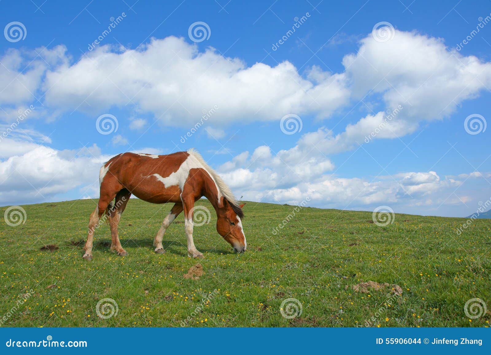 Pferd in der Wiese stockfoto. Bild von landschaft, szenisch - 55906044