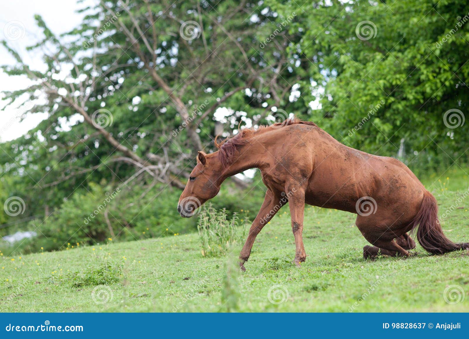 Pferd fallen unten Unfall stockbild. Bild von versicherung - 98828637