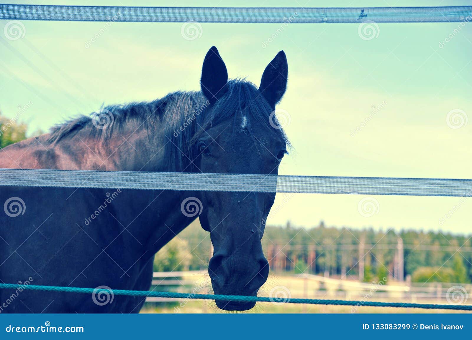 Pferd Steht Hinter Dem Zaun Und Den Blicken in Der Front Stockbild ...