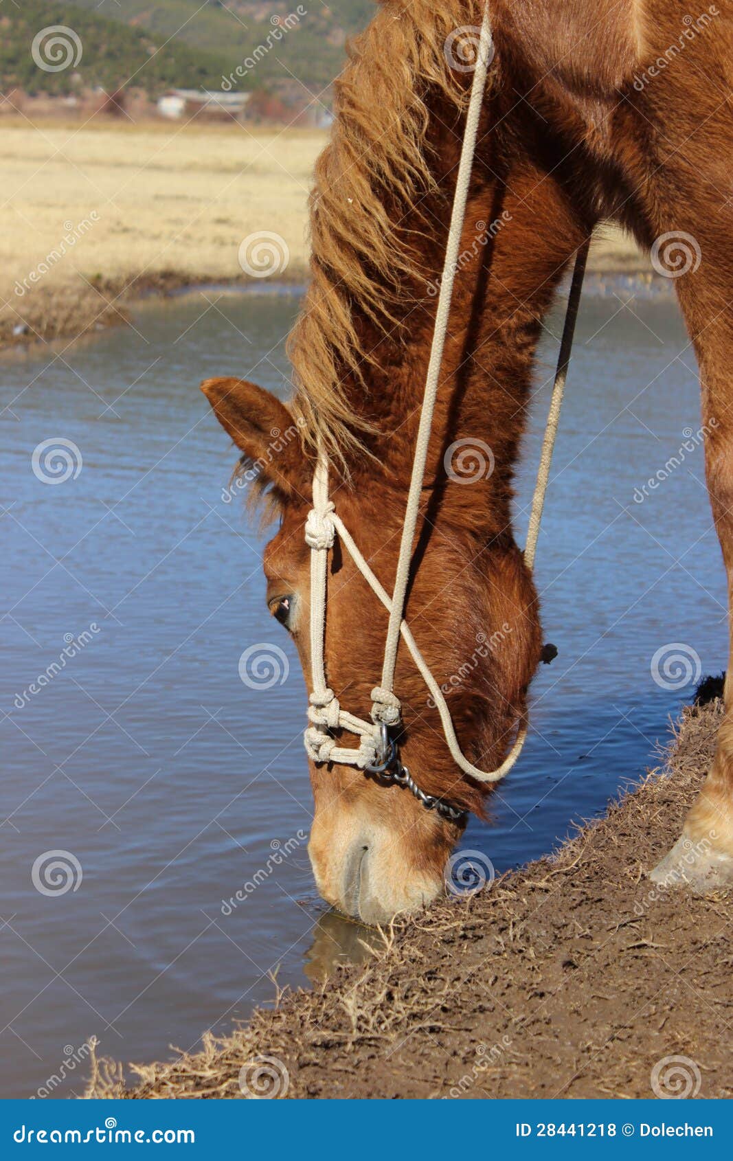 Pferd, Tier stockfoto. Bild von widerstandslos, fahrt - 28441218