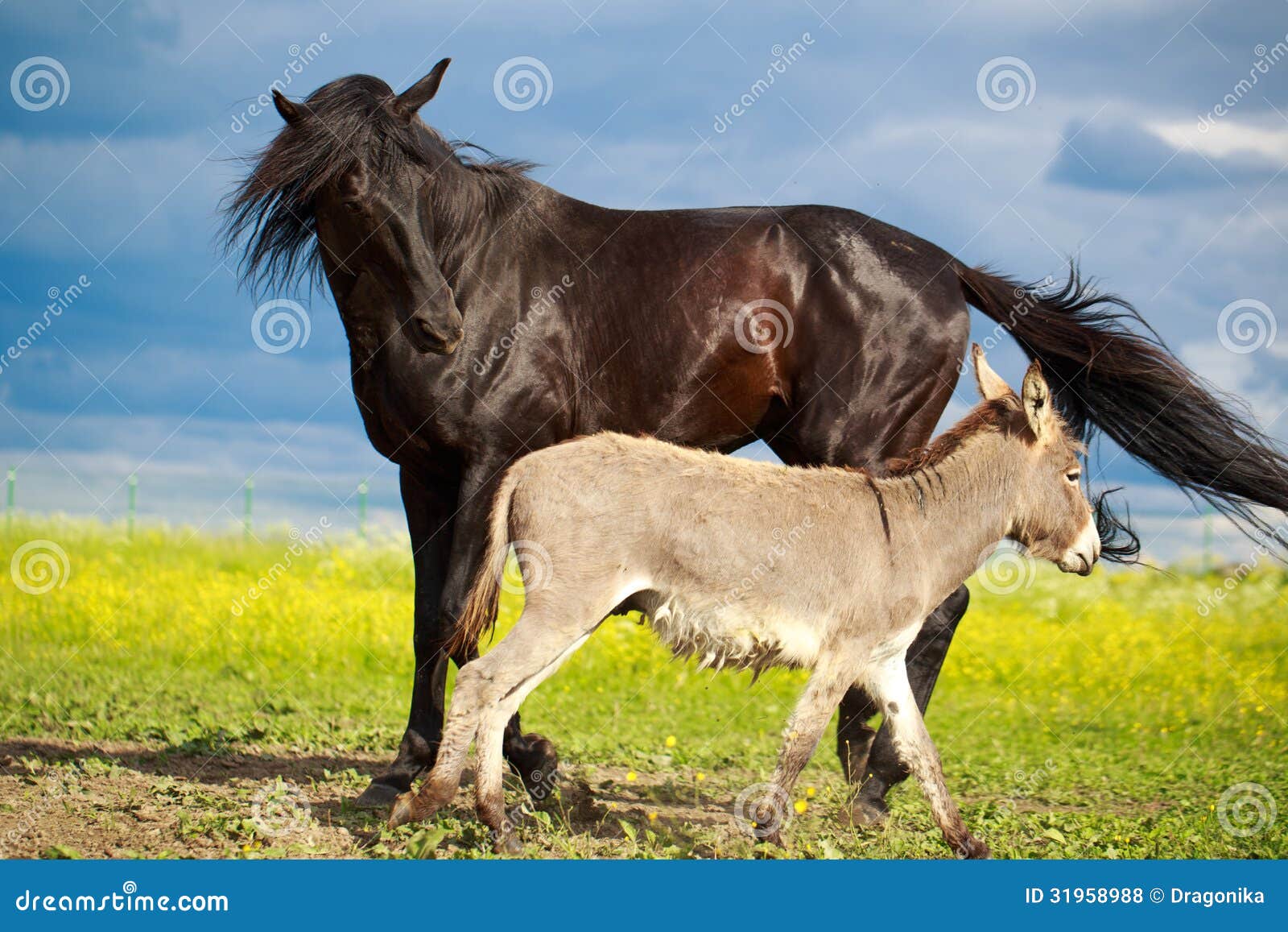 Pferd und Esel stockfoto. Bild von nave, hengst, grau - 31958988