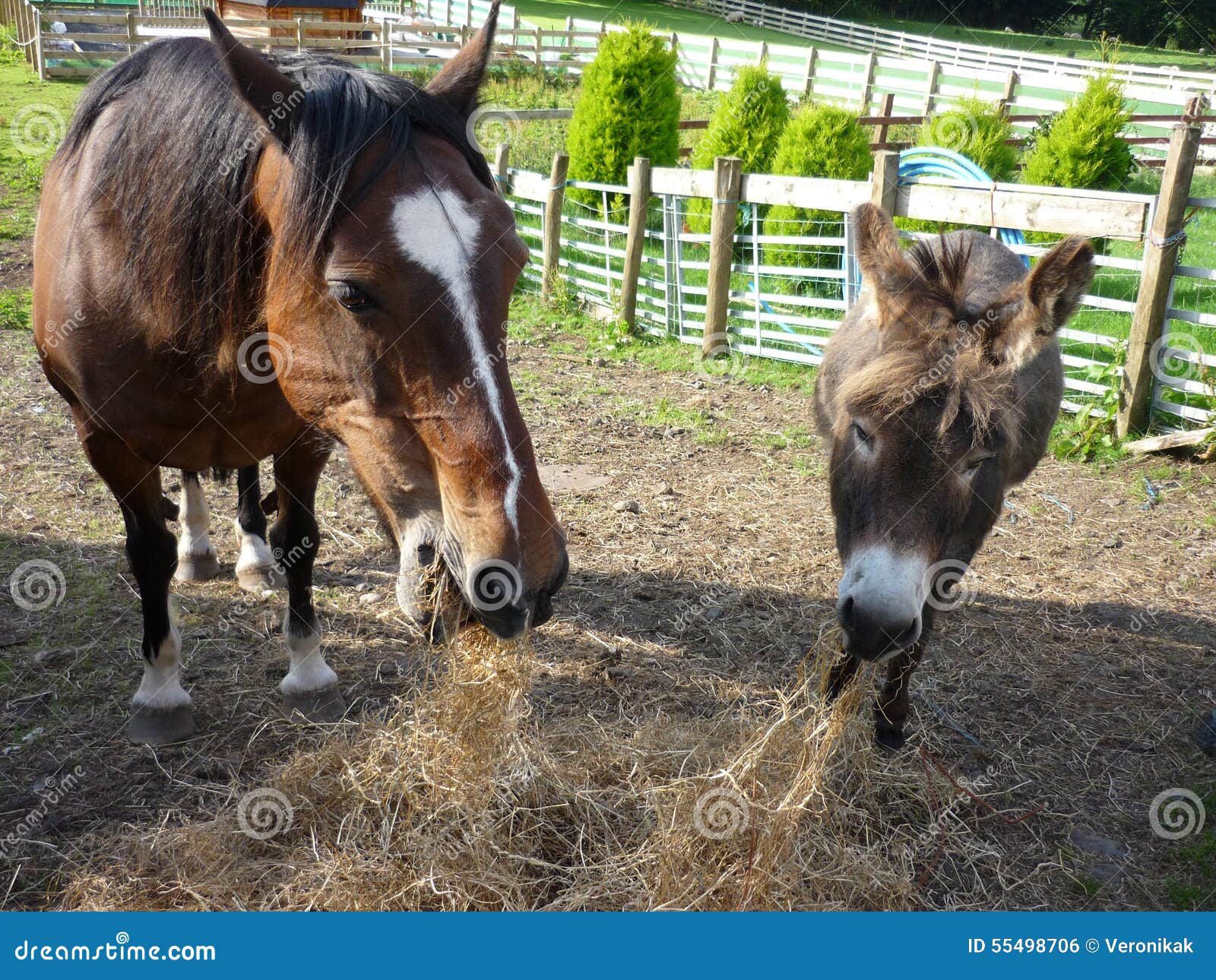 Pferd und Esel stockfoto. Bild von wiese, haustier, grau - 55498706
