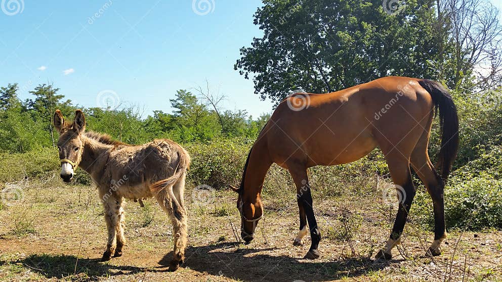 Pferd und Esel stockfoto. Bild von bauernhof, hindernisse - 58251334