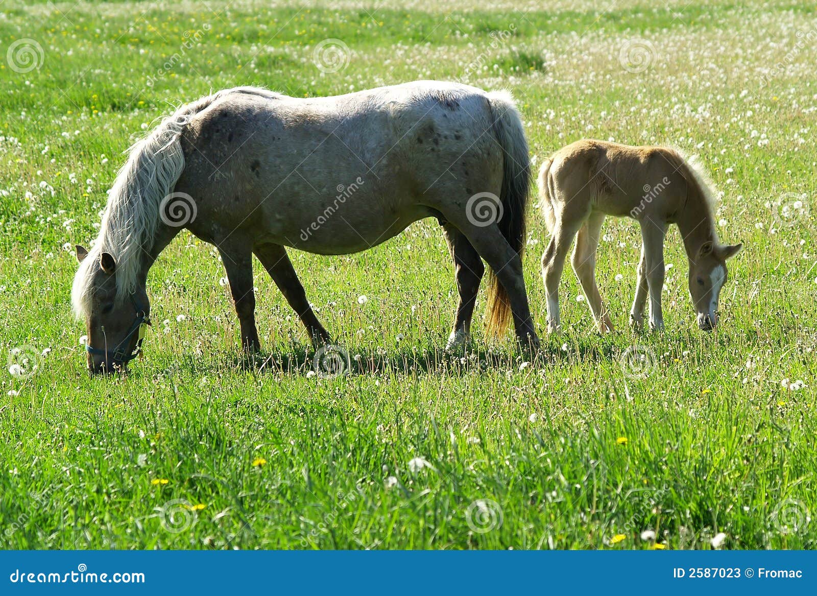 Pferd und Fohlen stockbild. Bild von heck, graze, mutter - 2587023