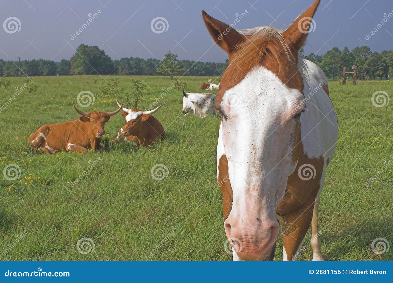 Pferd und Kühe stockfoto. Bild von wild, landwirtschaft - 2881156