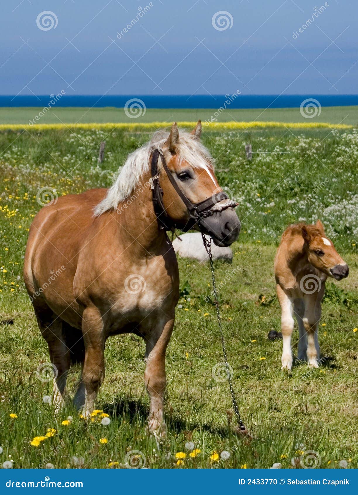 Pferd Und Pony Auf Dem Gebiet Stockfoto - Bild von grün, pelz: 2433770