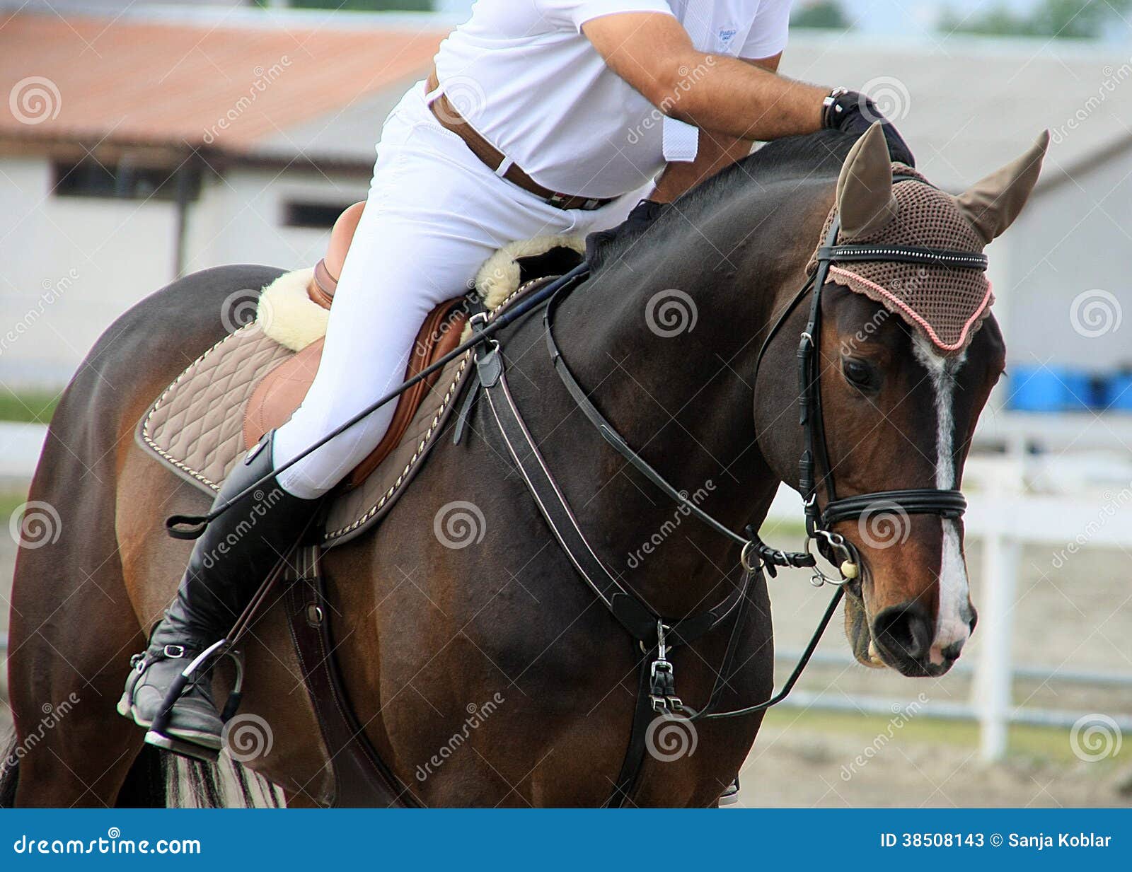 Pferd und Reiter stockbild. Bild von sport, pferd, springen - 38508143