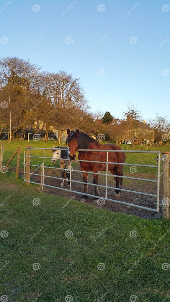 Pferde stockfoto. Bild von gatter, stärke, sonnenschein - 64381234