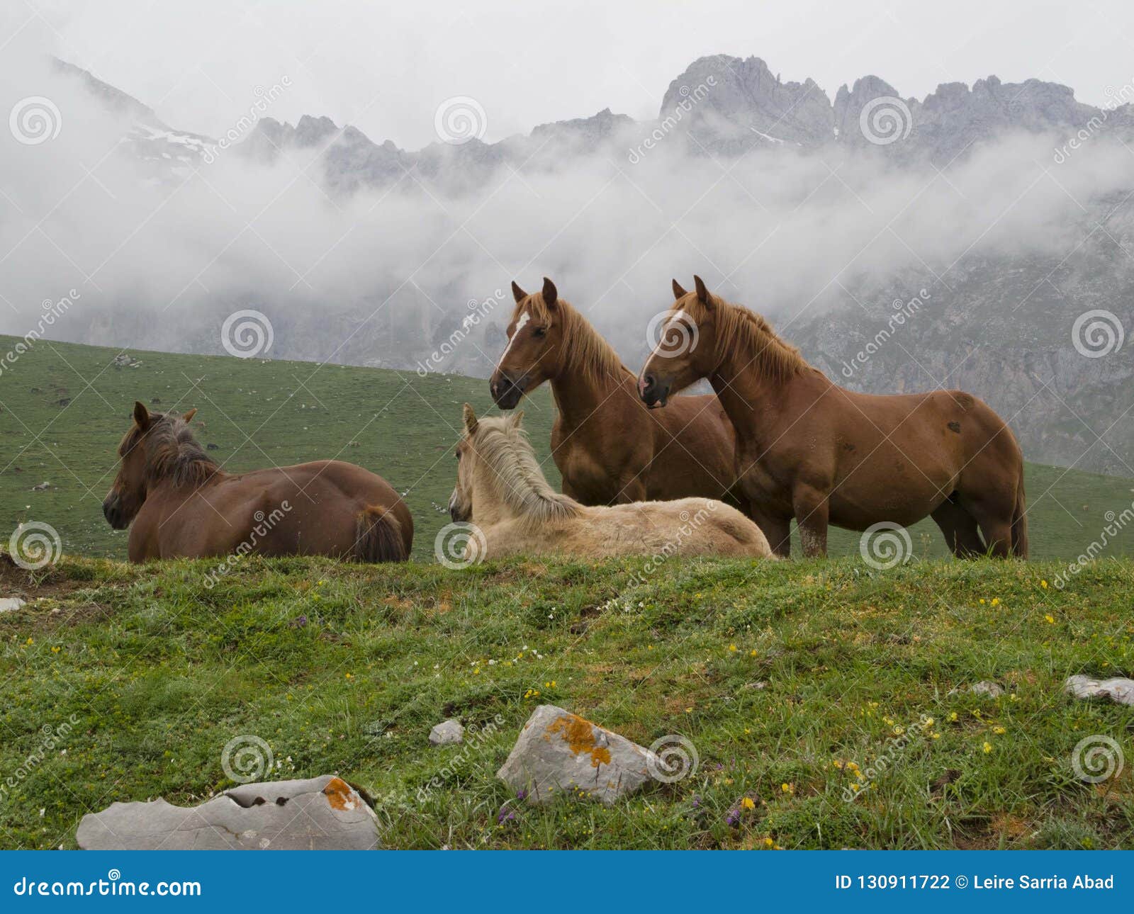 Pferde auf dem Berg stockfoto. Bild von grün, winter - 130911722