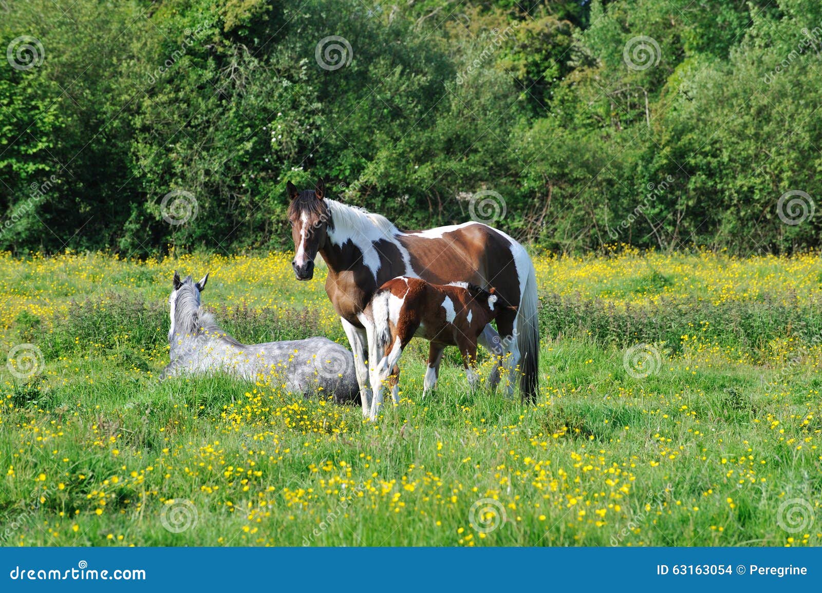 Pferde Auf Der Grünen Wiese Stockfoto - Bild von pferdeartig, schönheit ...
