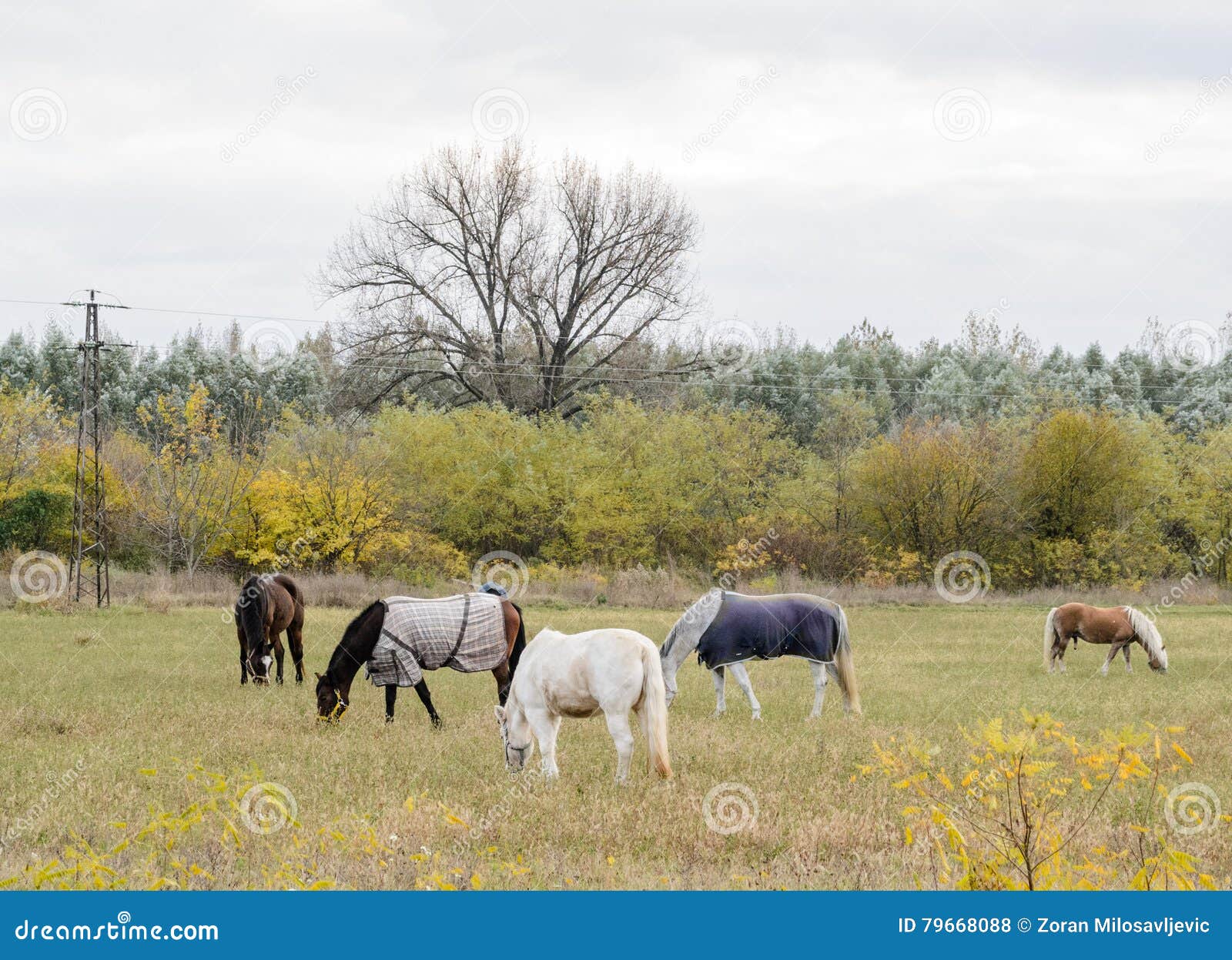 Pferde auf Weide stockfoto. Bild von dämmerung, zaun - 79668088
