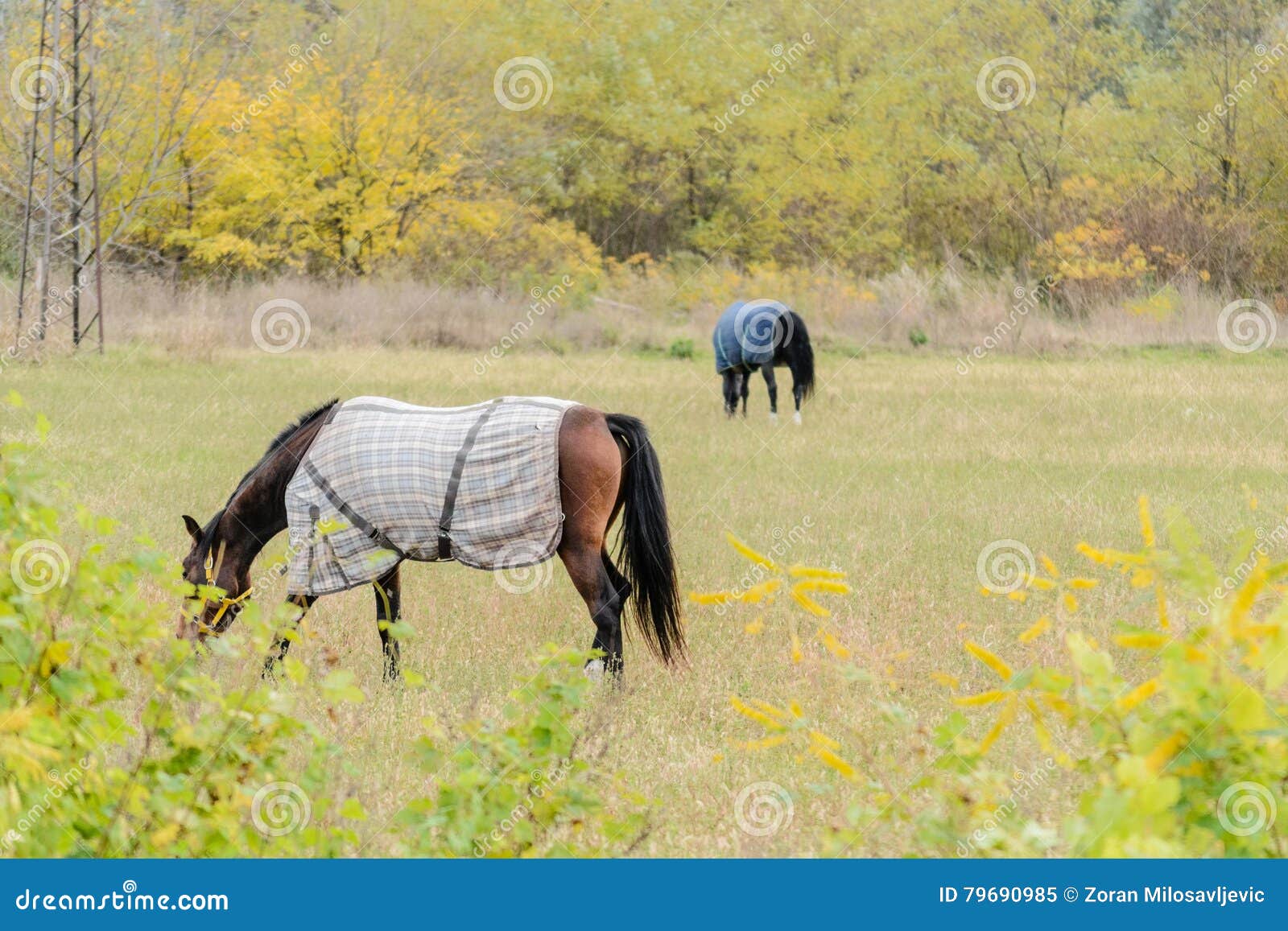Pferde auf Weide stockbild. Bild von wiese, land, herde - 79690985