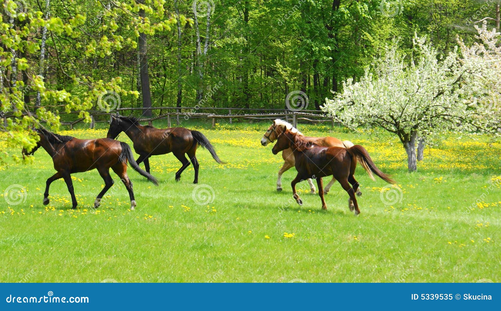 Pferde Auf Wiese Bild. Bild: 5339535