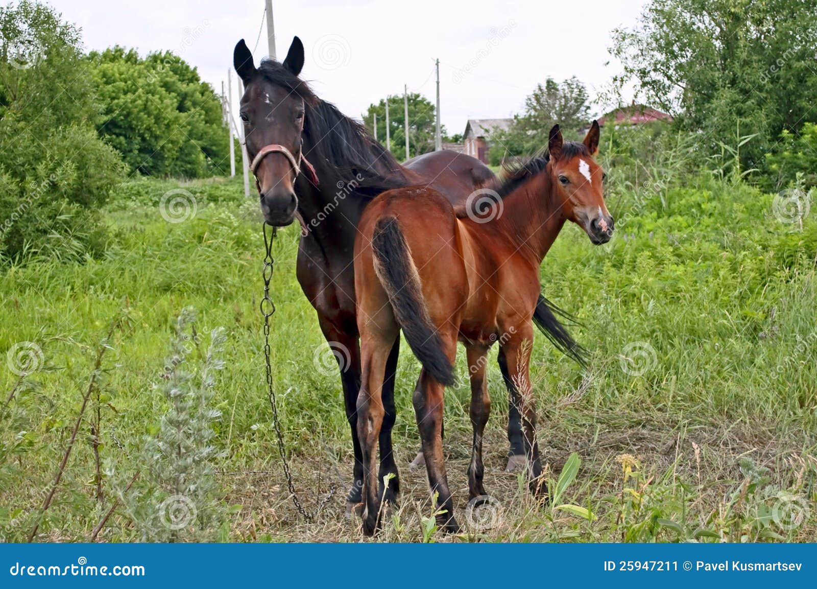Pferde bemuttern und Kind stockbild. Bild von schätzchen - 25947211