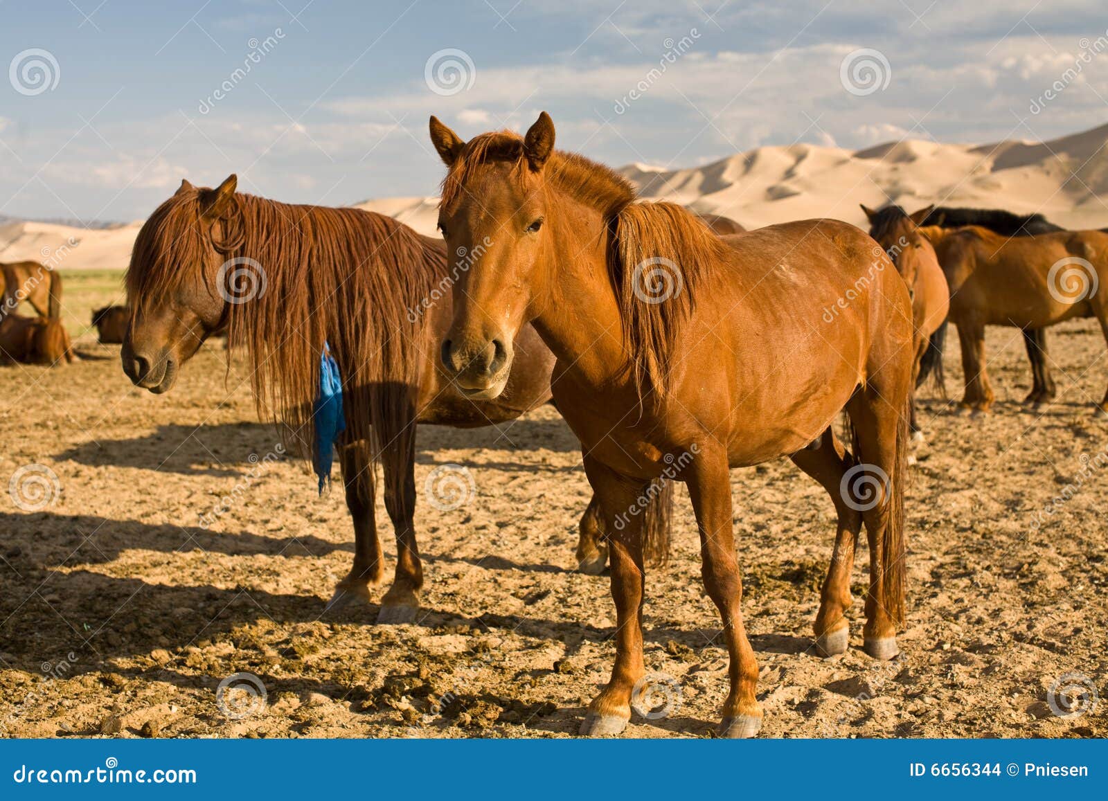 Pferde in Der Gobi-Wüste, Mongolei Stockfoto - Bild von asien, reise ...