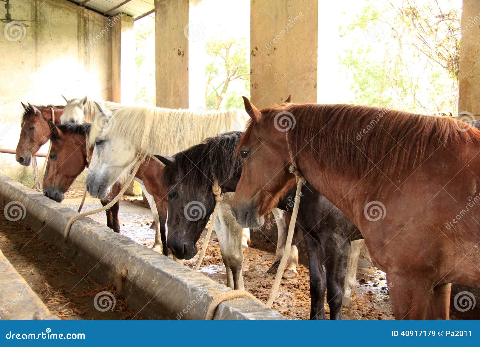 Pferde in ihrem Stall stockbild. Bild von transport, weide - 40917179