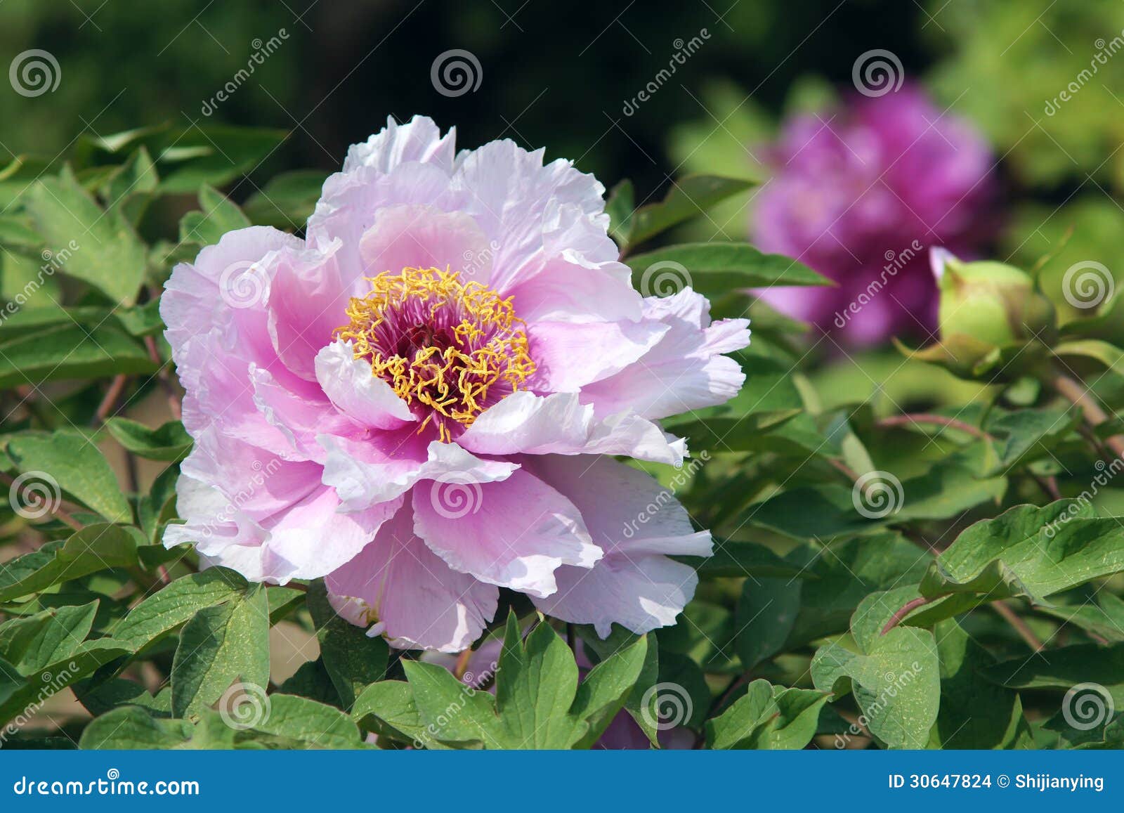 Pfingstrosenblume stockfoto. Bild von blumenblatt, blühen - 30647824