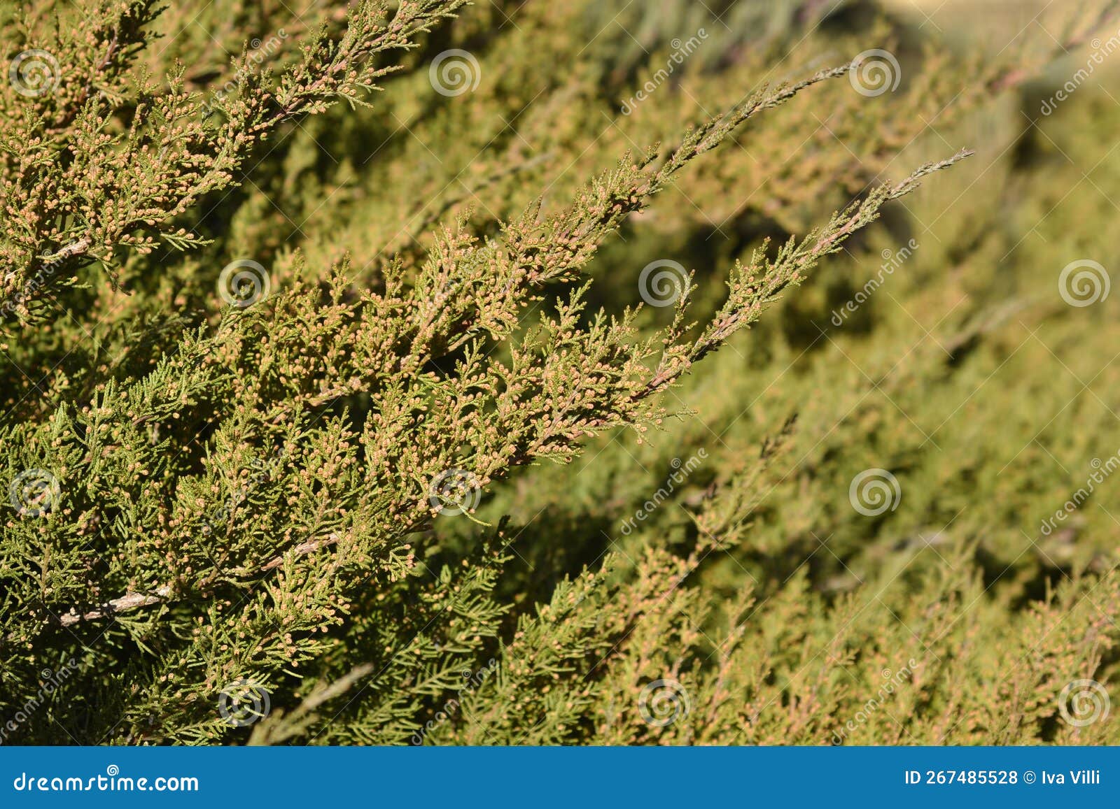 Pfitzer Juniper stock photo. Image of winter, media - 267485528