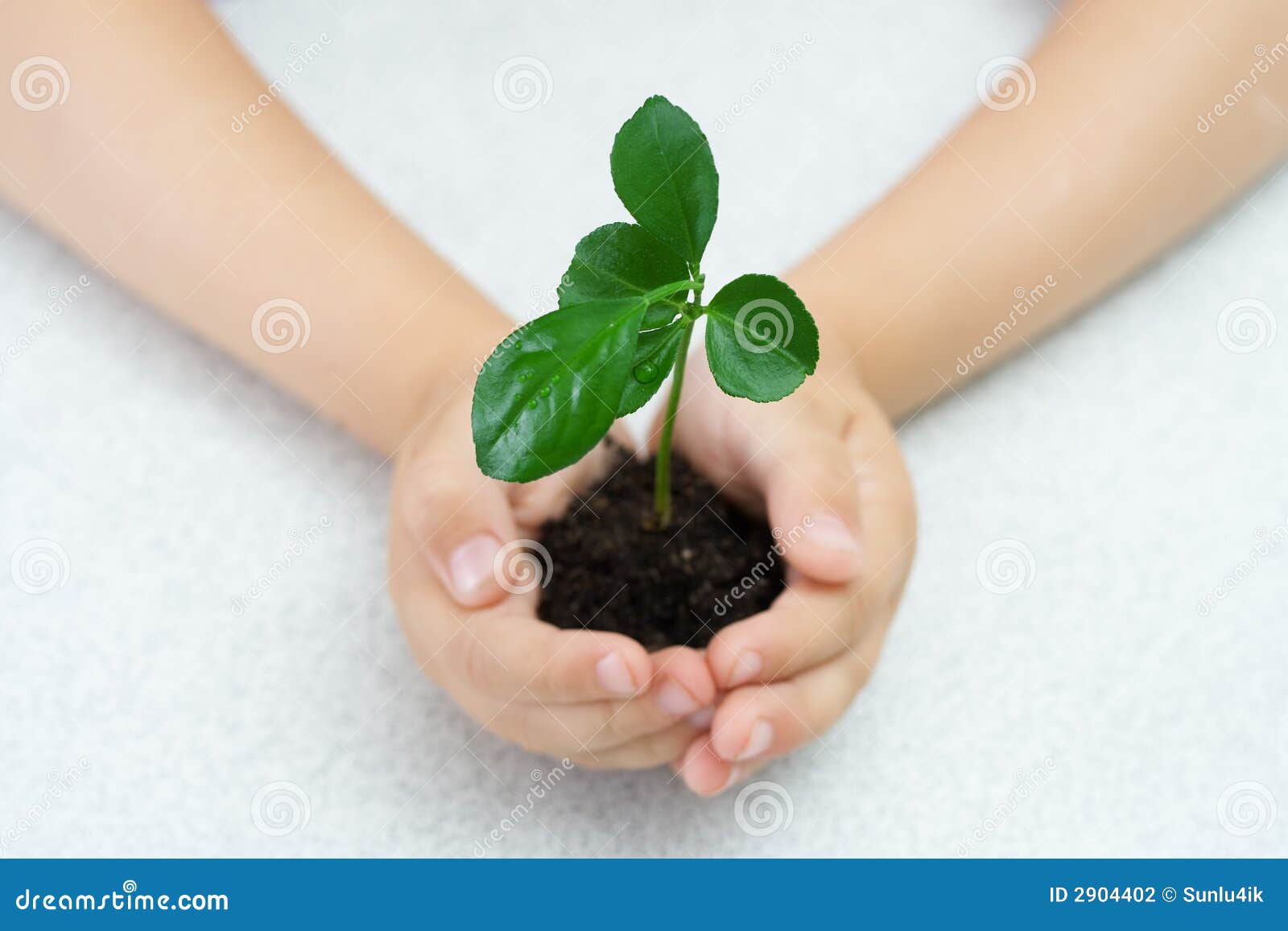 Pflanzen Sie in Den Palmen Der Kinder Stockfoto - Bild von kultiviert ...