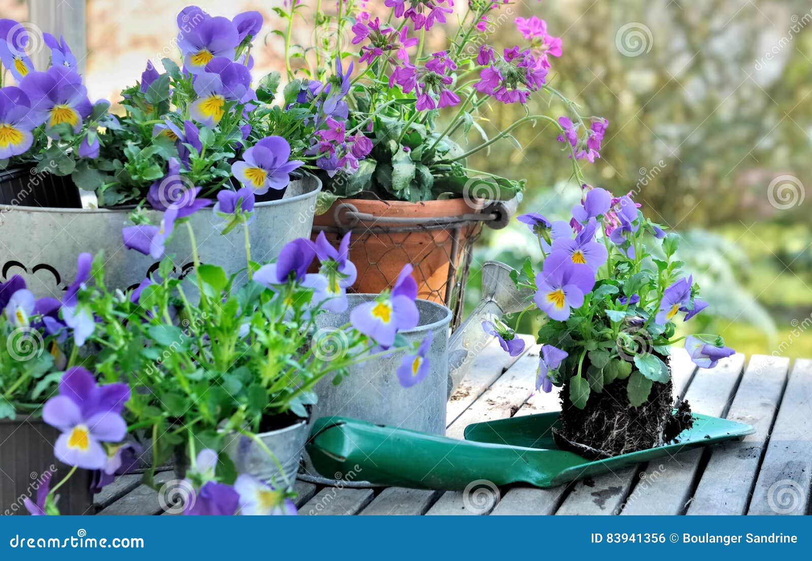 Pflanzen Von Blumen Im Garten Stockfoto - Bild von betriebe ...
