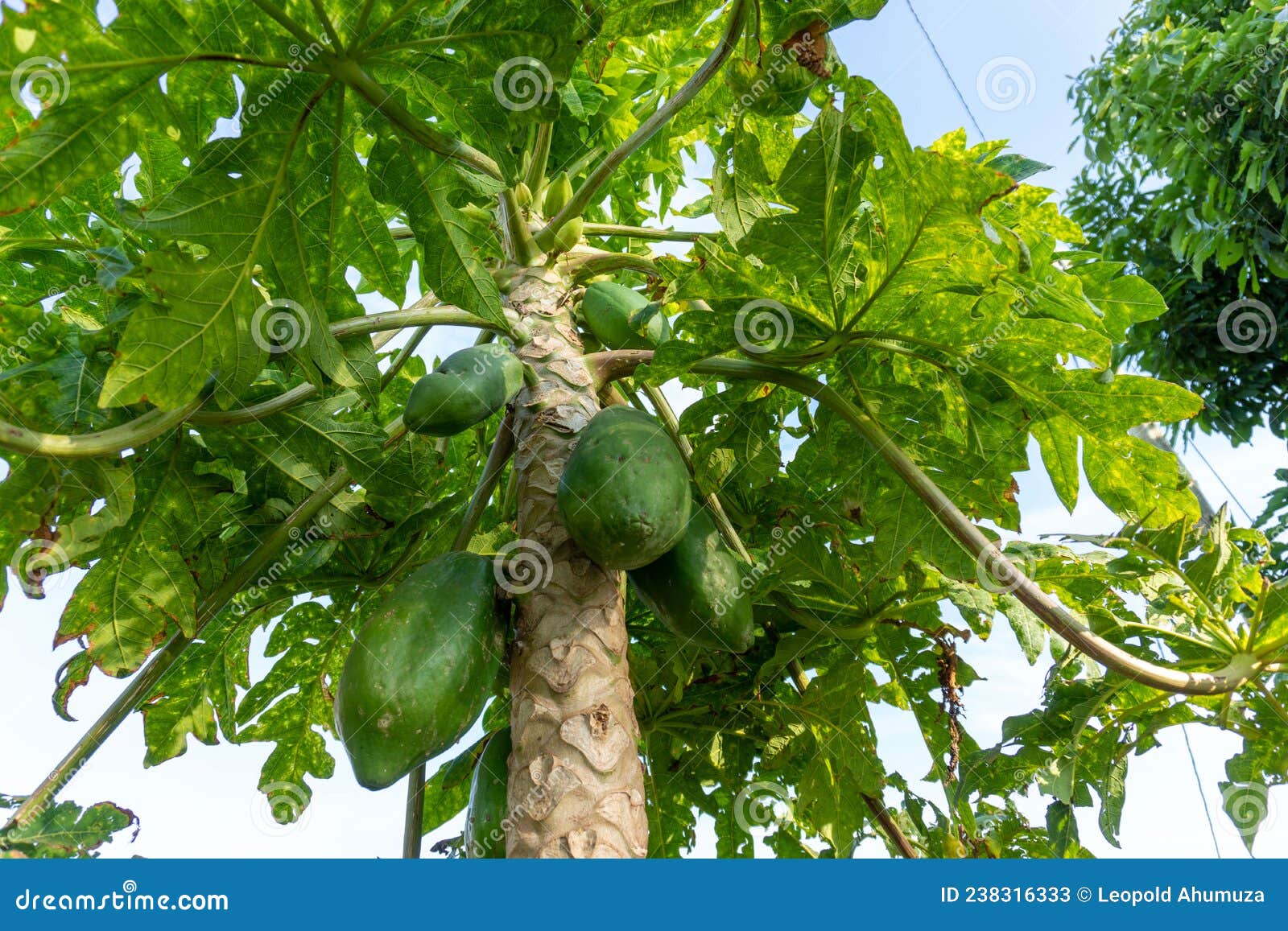 Pflaster in einem Baum stockbild. Bild von frucht, blume - 238316333