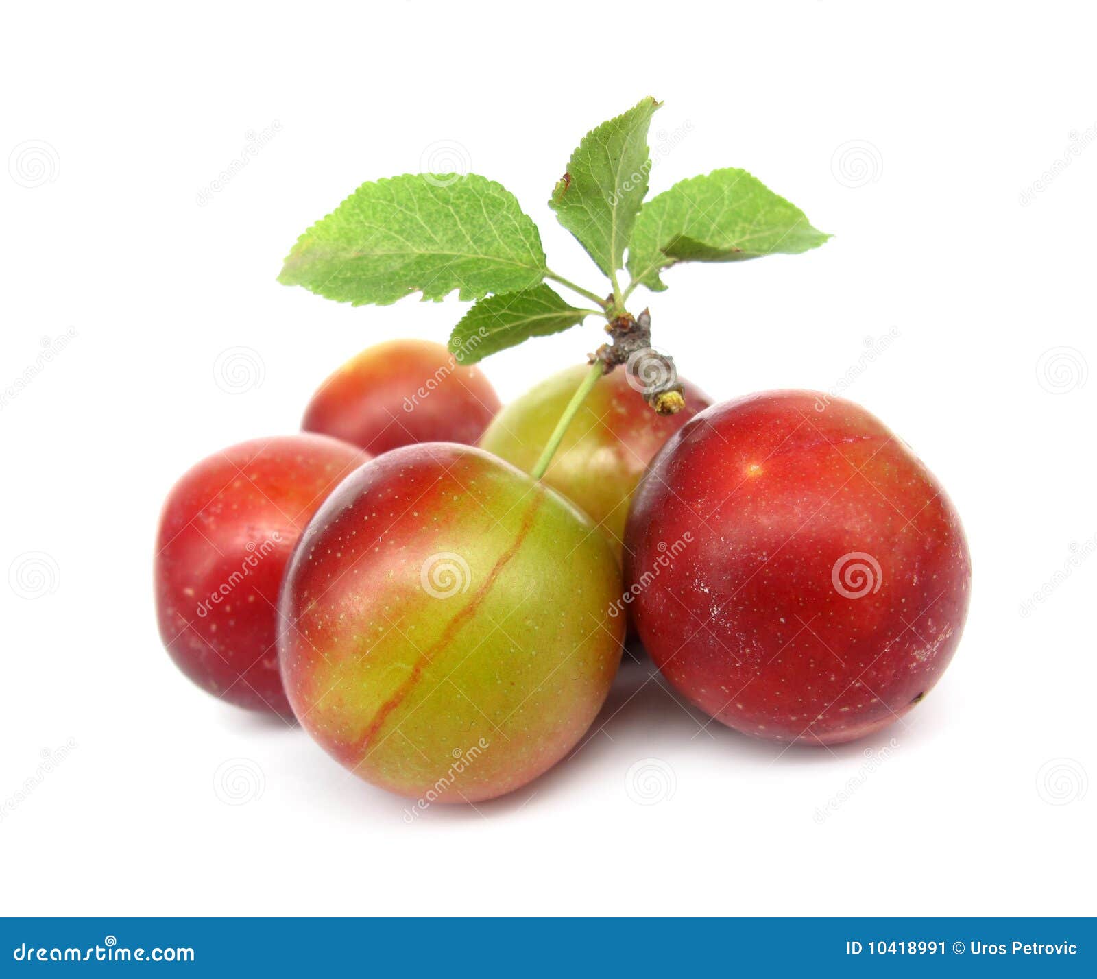 Pflaumen wilde ringlovs stockbild. Bild von nahrung, geschmackvoll ...