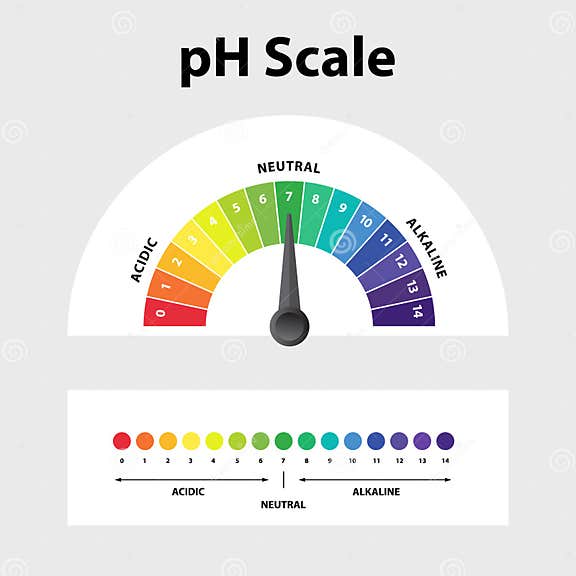 Ph Level Scale Chart Indicator Diagram Value. Stock Illustration ...